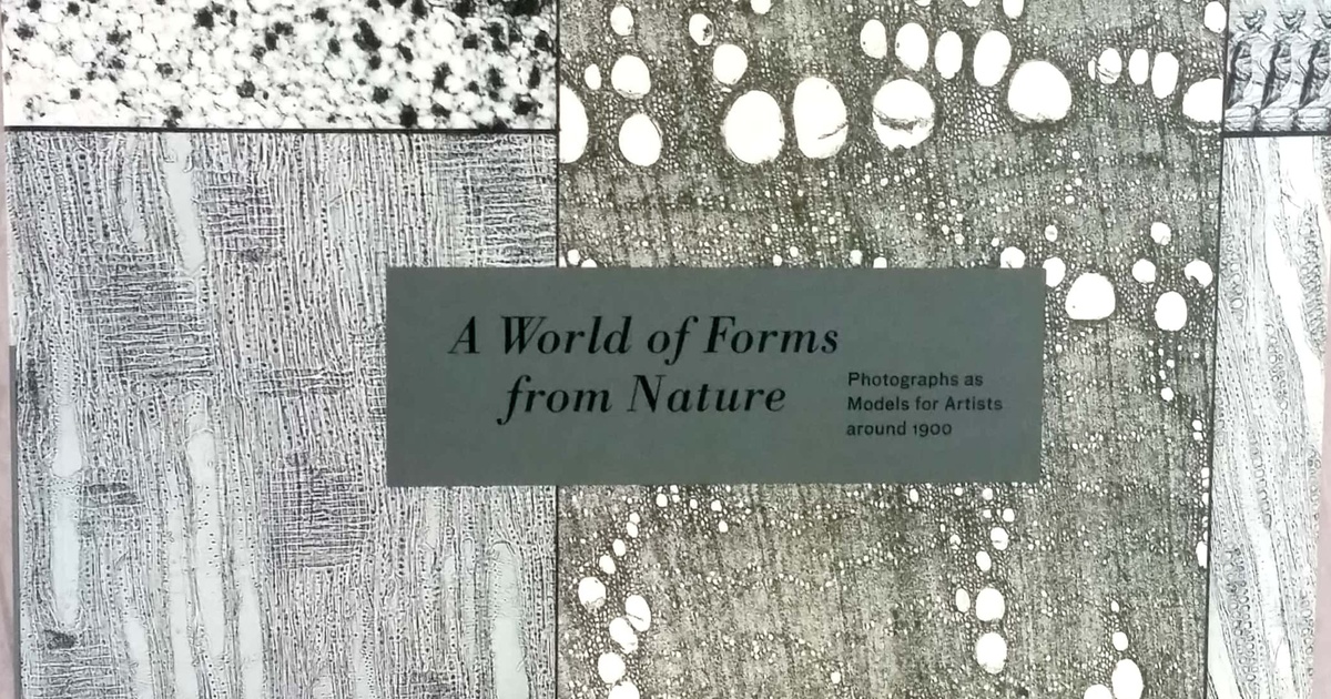 A World of Forms from Nature | Three Shadows